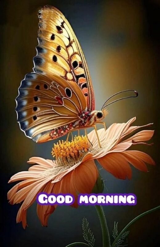 Beautiful Butterfly Good Morning GIFs And Photos