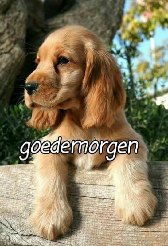 Good Morning Dutch Images, Wishes & Greetings