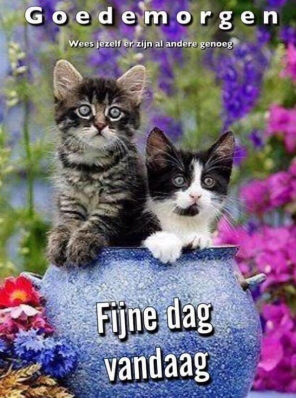 Good Morning Dutch Images, Wishes & Greetings