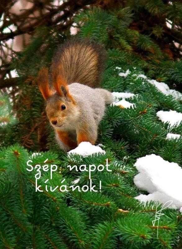 Good Morning Hungarian Images, Wishes & Greetings