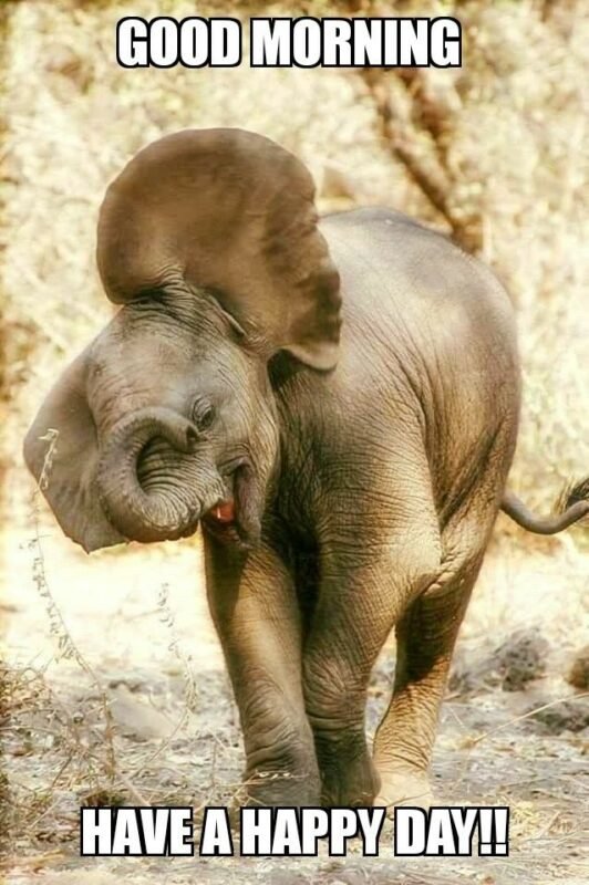 40+ Elephant Good Morning Pics