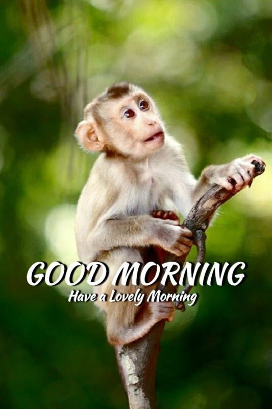 50+ Monkey Good Morning Images & GIFs