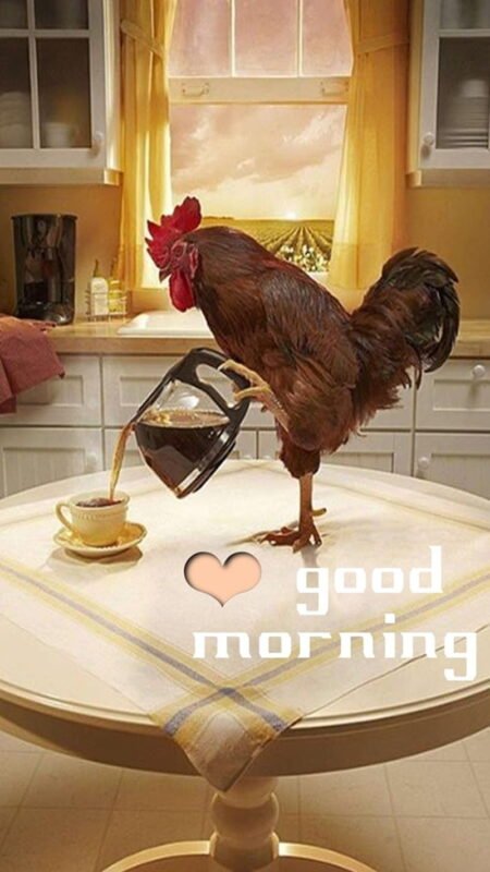 Rooster Good Morning Photos