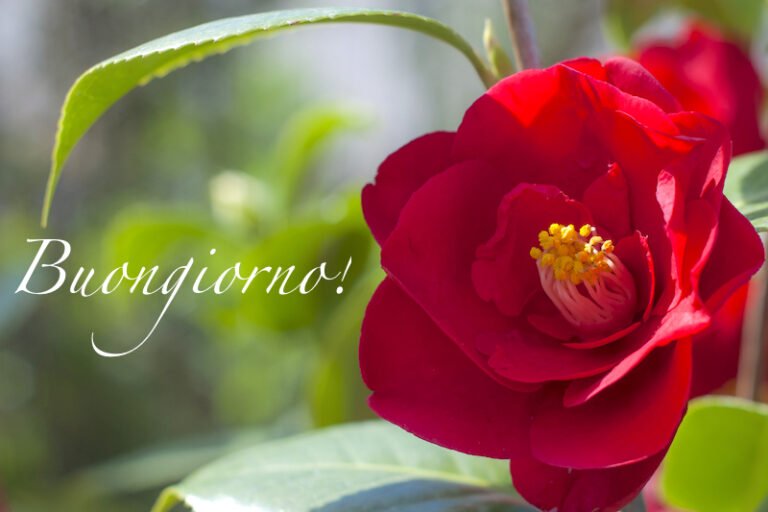Good Morning Italian Images, Wishes & Greetings