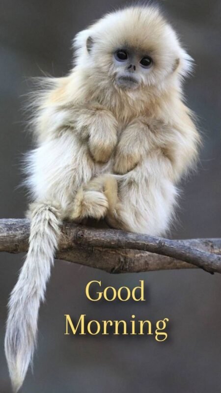 50+ Monkey Good Morning Images & GIFs
