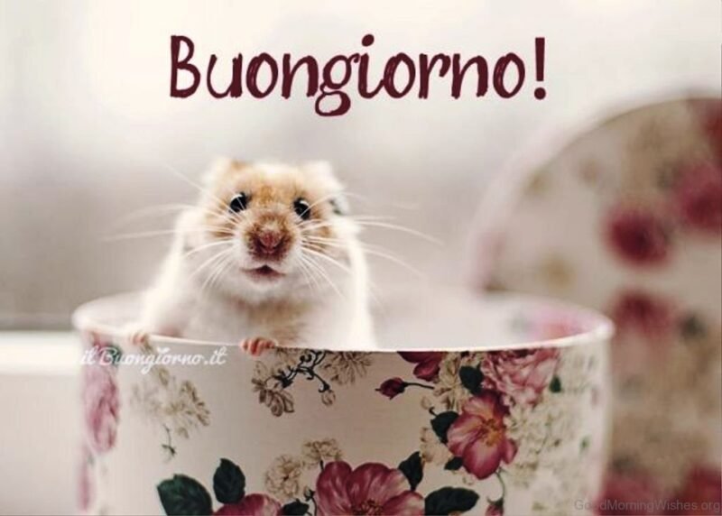 Good Morning Italian Images, Wishes & Greetings