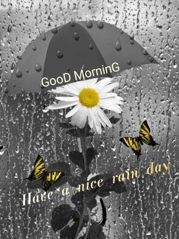 Good Morning Rain Drop Images