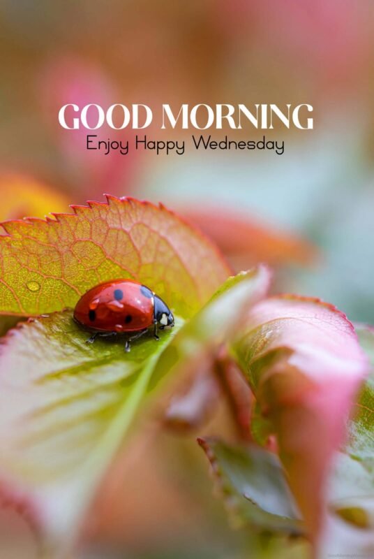 Good Morning Ladybug: Welcoming the Daylight