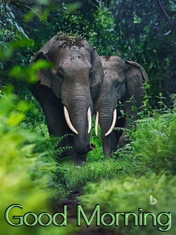 40+ Elephant Good Morning Pics
