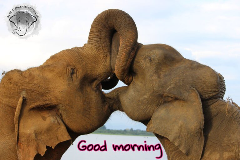 40+ Elephant Good Morning Pics