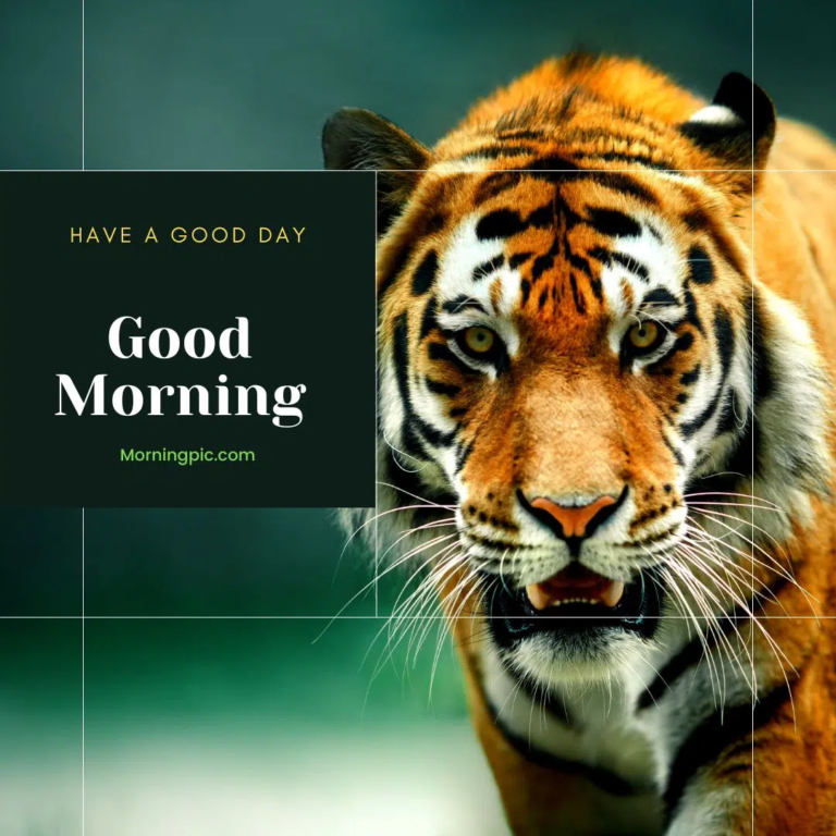 Roar Into The Day: Good Morning Tiger Photos & GIFs