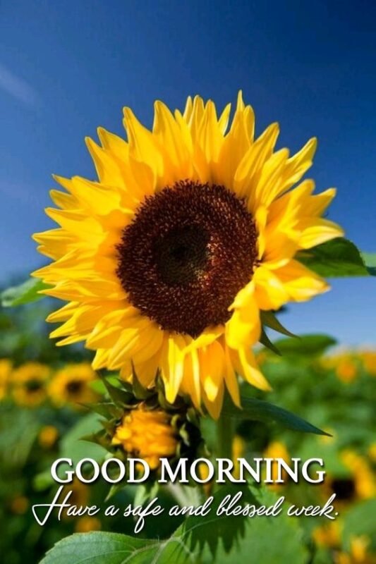 Good Morning Sunflower Images