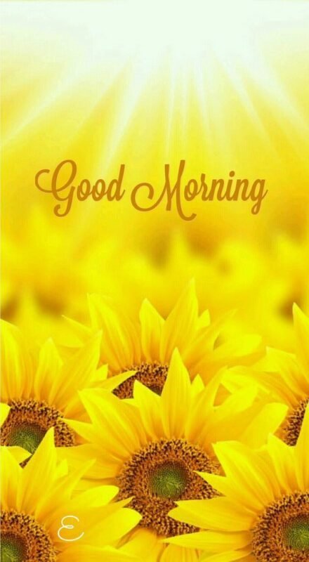 Good Morning Sunflower Images