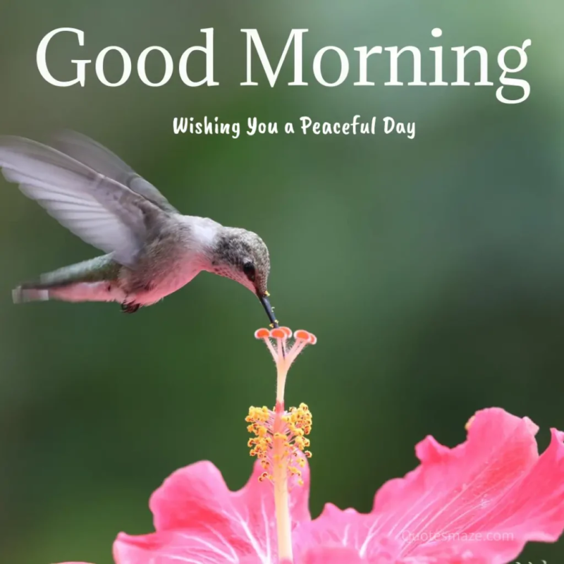 Hummingbird Morning Images