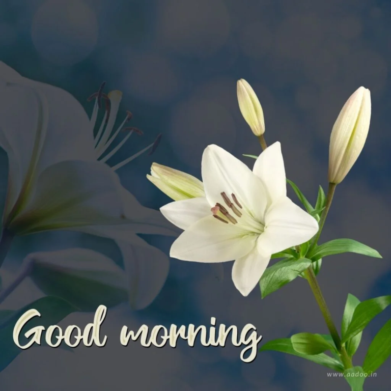 Good Morning Lily Flowers Images, Wishes & Greetings