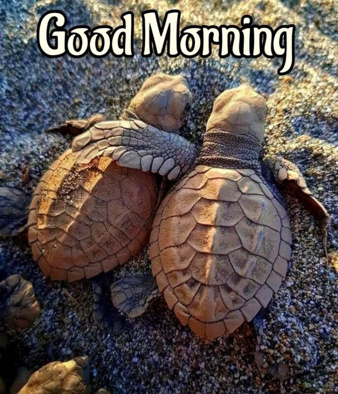 Turtle Good Morning Pictures And GIFs