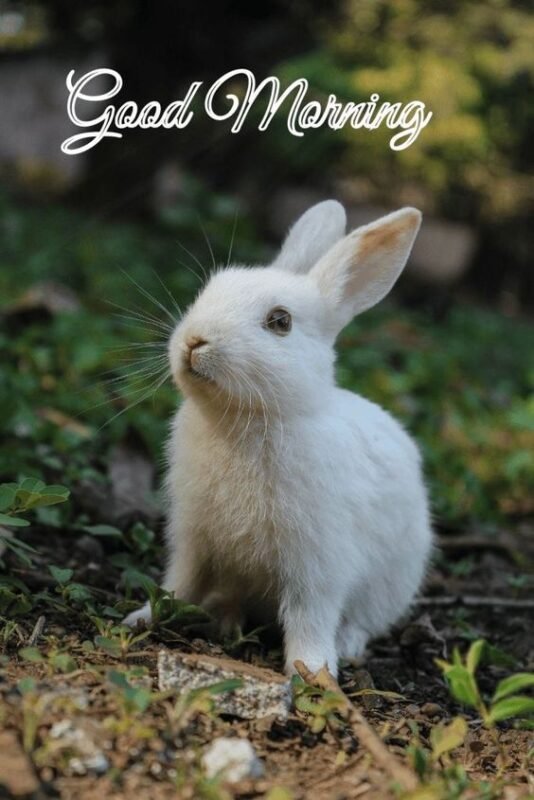 Cute Rabbit Good Morning Images