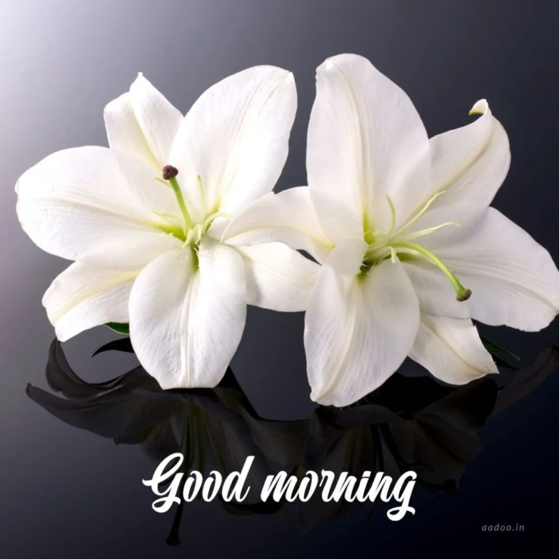 Good Morning Lily Flowers Images, Wishes & Greetings