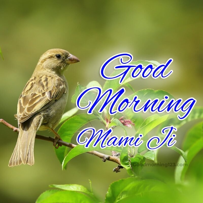 Mami Ji’s Daybreak Delight: Good Morning Wishes and Pictures