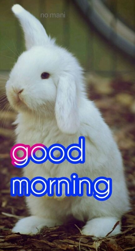 Cute Rabbit Good Morning Images