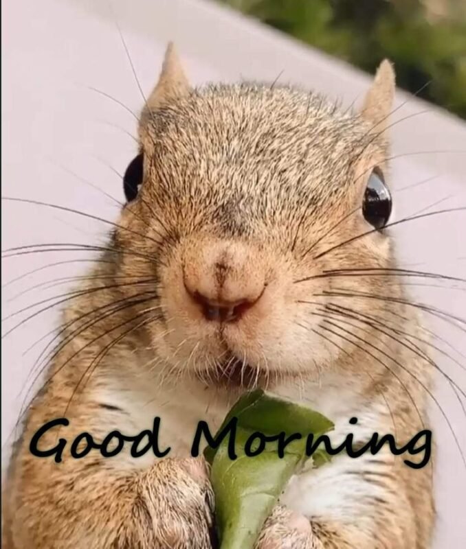 Good Morning Images With Squirrel