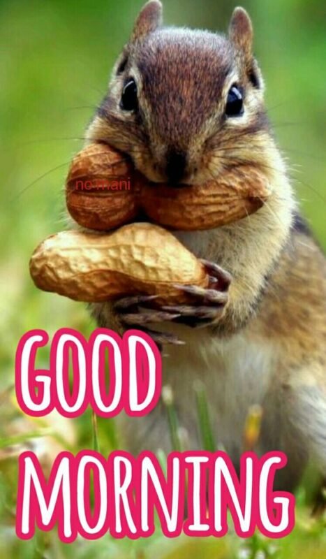 Good Morning Images With Squirrel