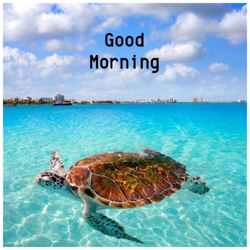 Turtle Good Morning Pictures And GIFs