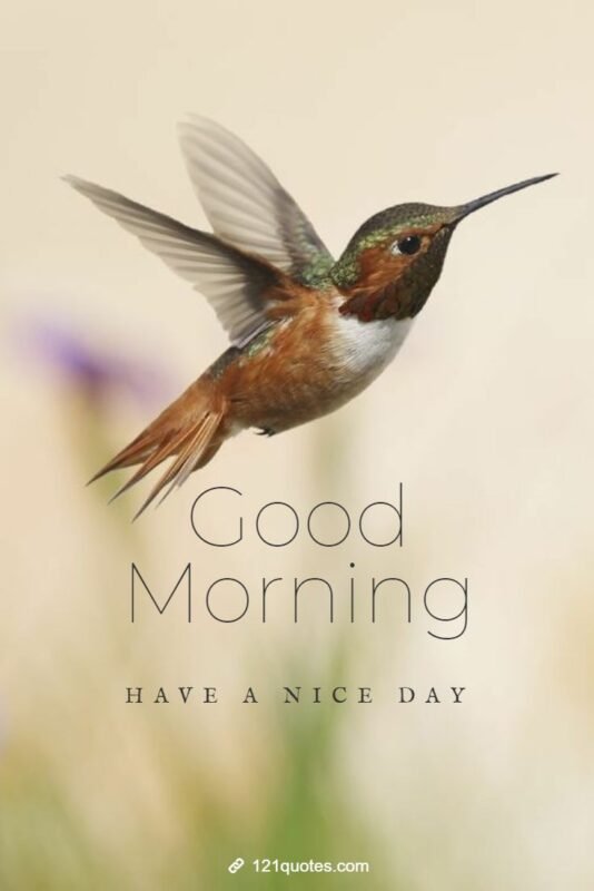 Hummingbird Morning Images