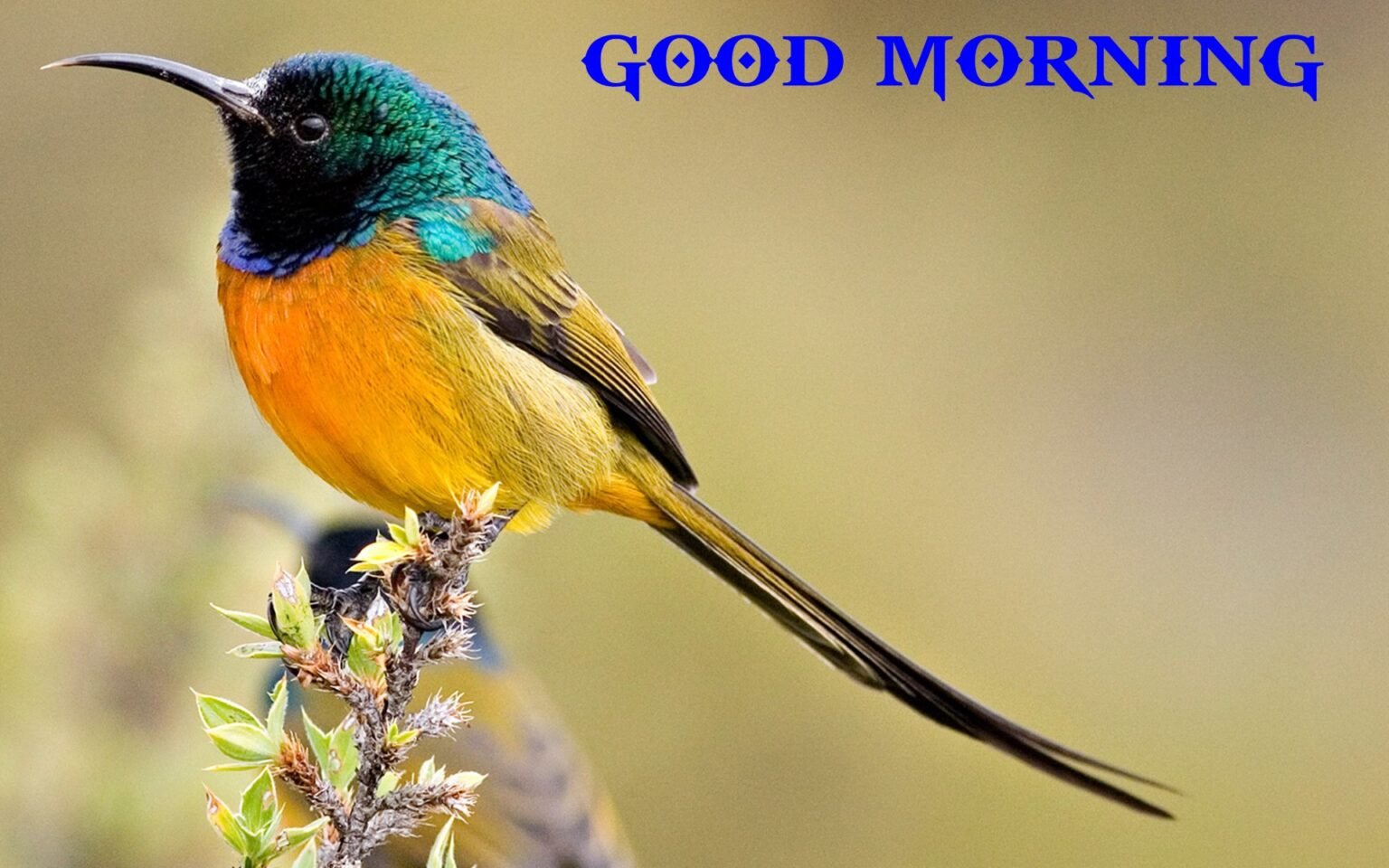 Hummingbird Morning Images