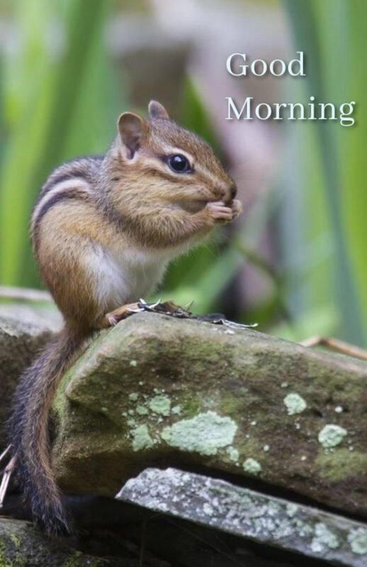 Good Morning Images With Squirrel