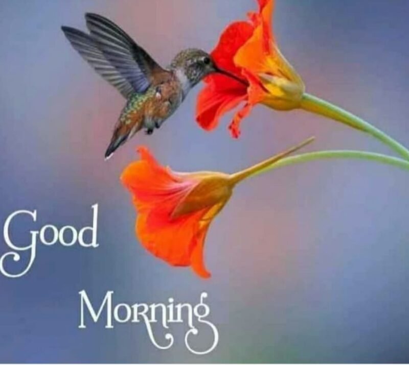 Hummingbird Morning Images - Good Morning Images - Good Morning Wishes
