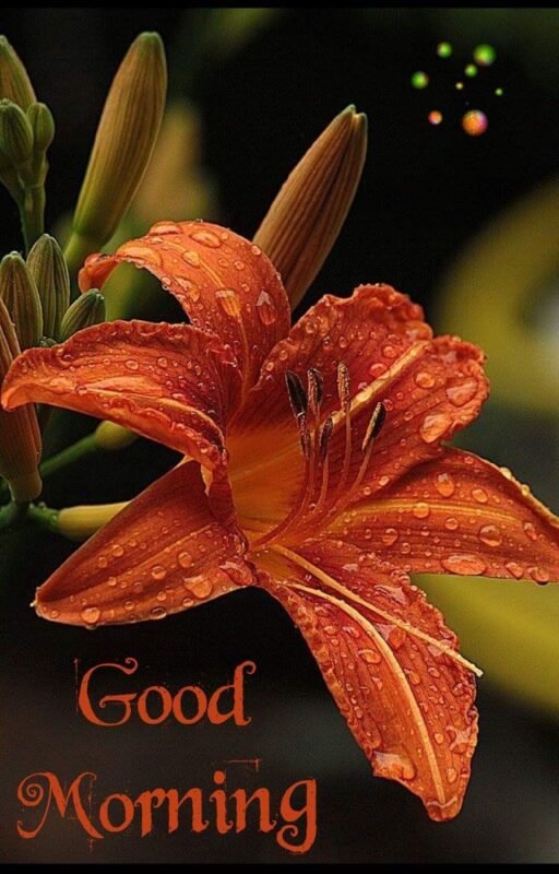 Good Morning Lily Flowers Images, Wishes & Greetings