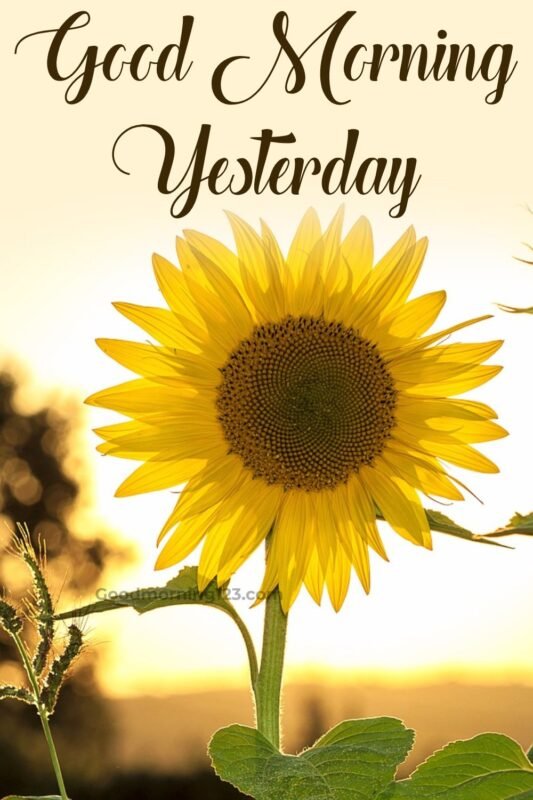 Good Morning Yesterday Photos