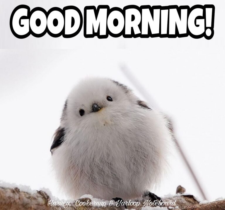 Good Morning Images & GIFs With Cute Penguins