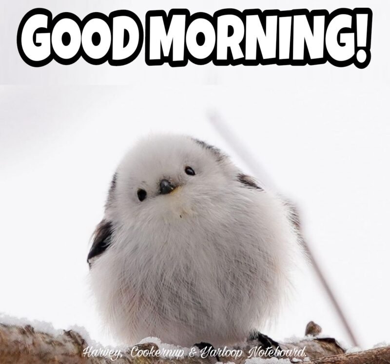 Good Morning Images & GIFs With Cute Penguins
