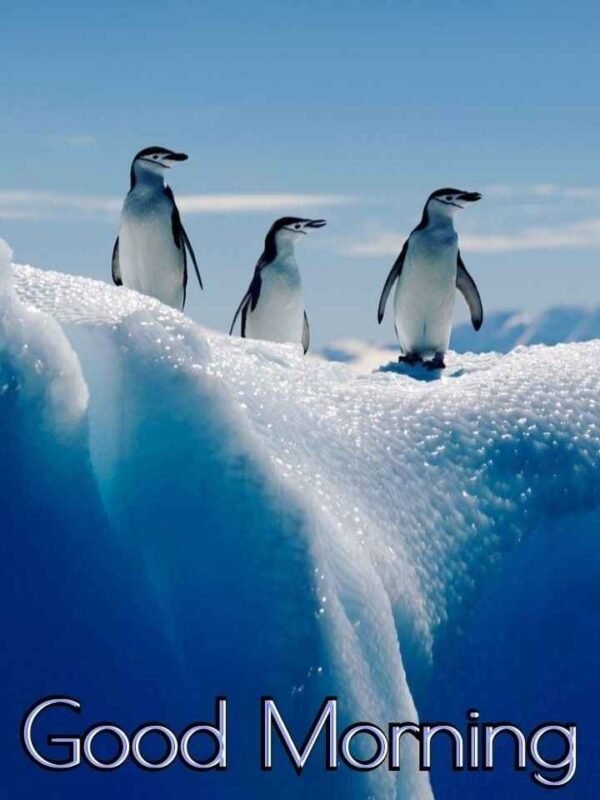 Good Morning Images & GIFs With Cute Penguins