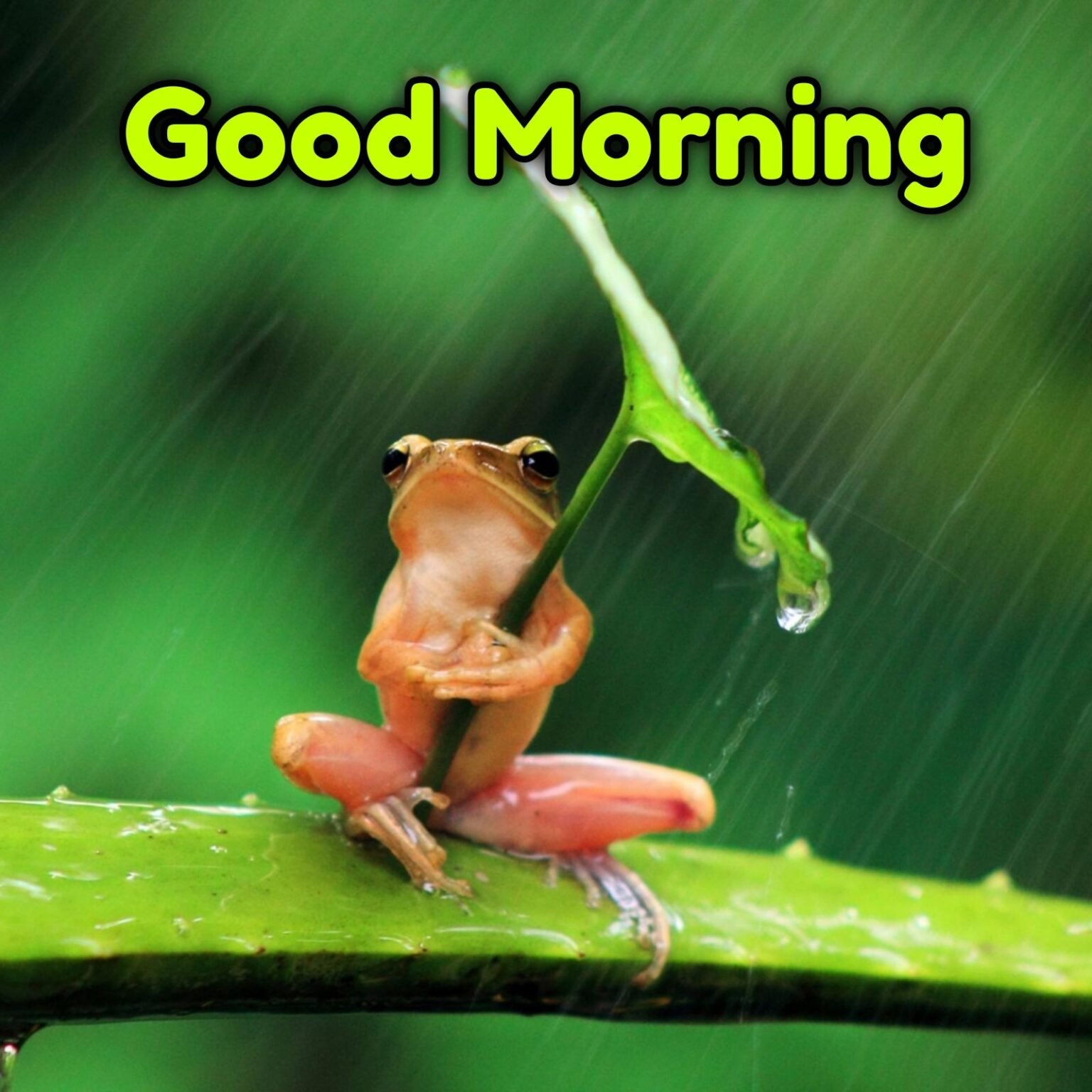 Good Morning Frog Pictures And GIFs