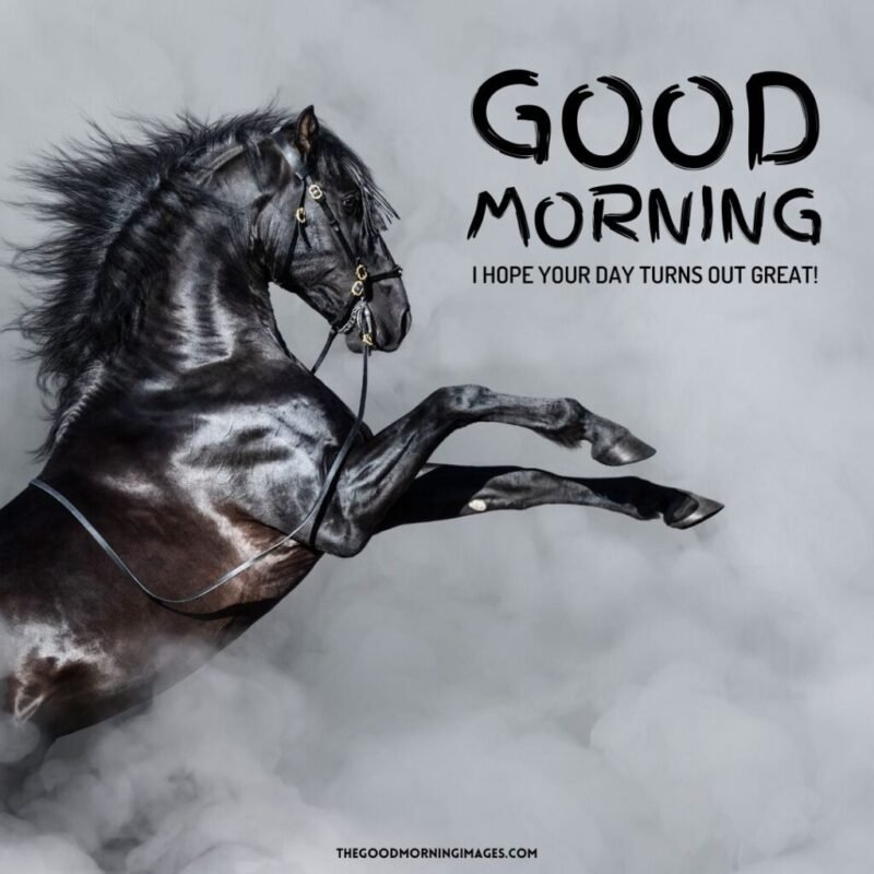 Horse Good Morning Pictures