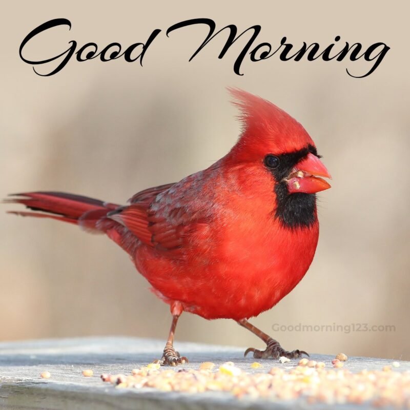 Lovely Red Bird Good Morning Photos