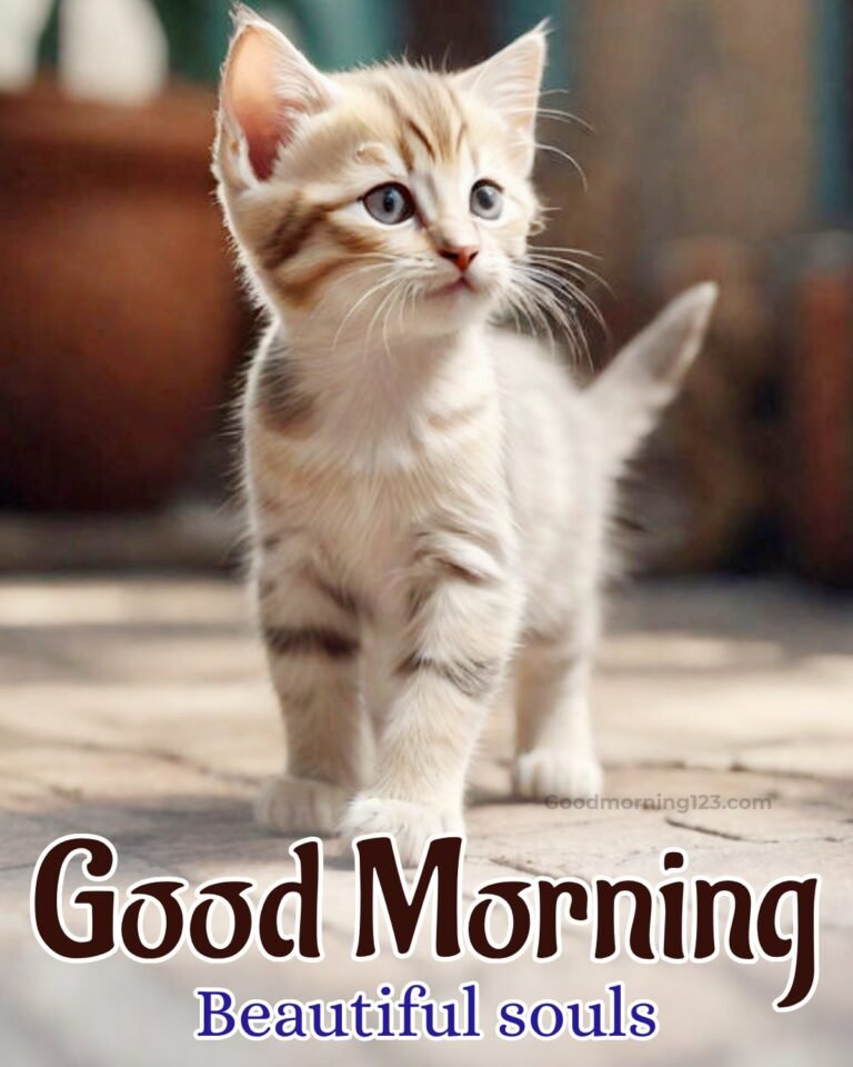 Adorable Kitten Good Morning Images