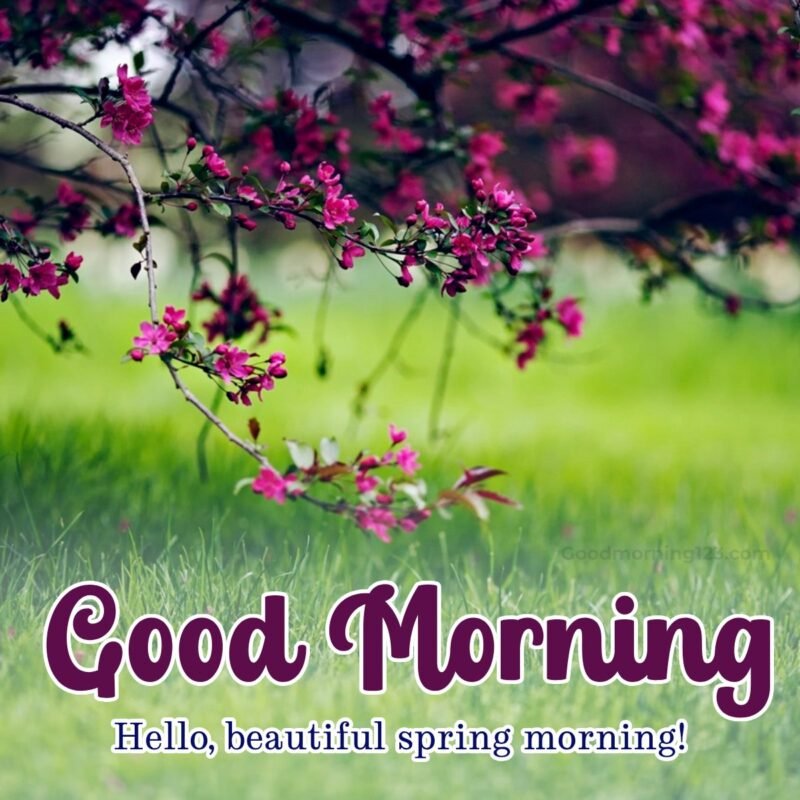 Spring Vibes: Good Morning Images and Messages
