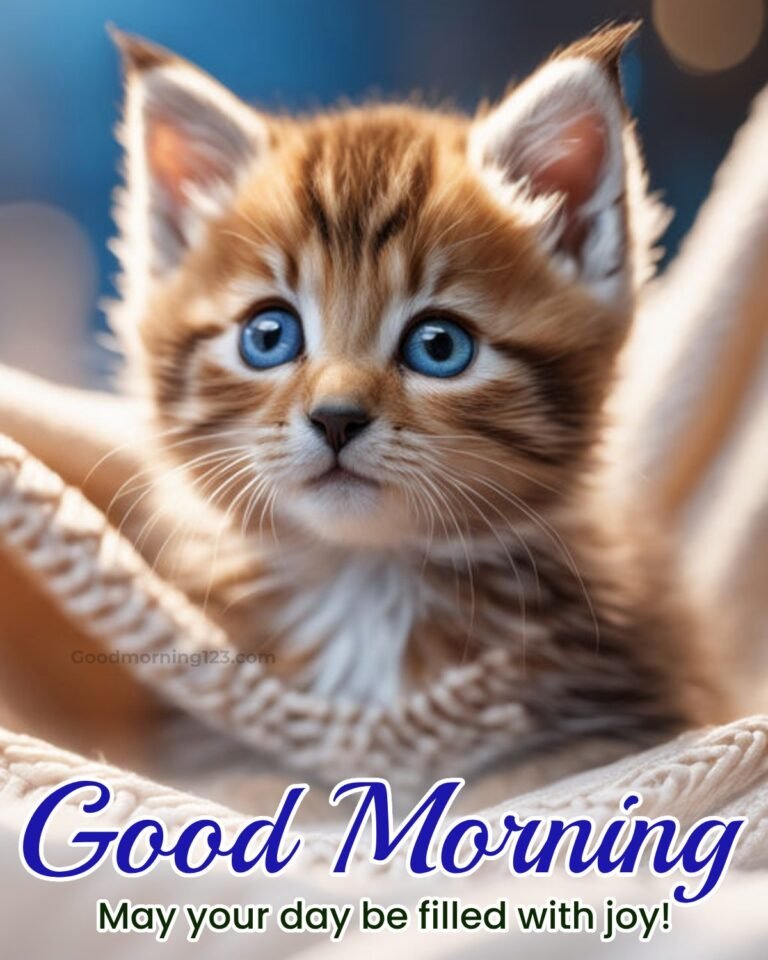 Adorable Kitten Good Morning Images