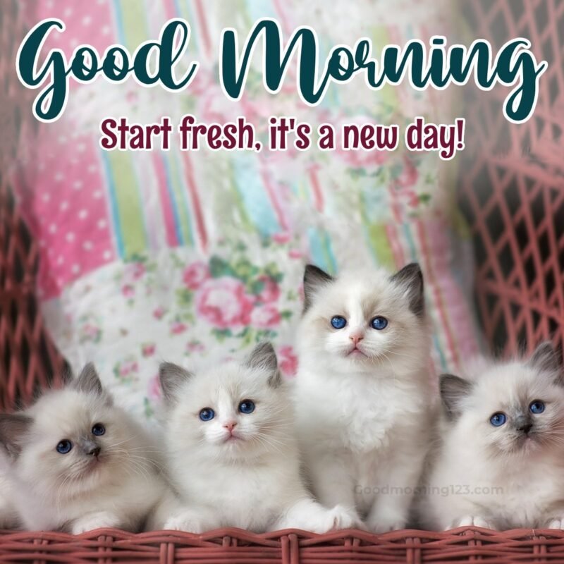 Adorable Kitten Good Morning Images