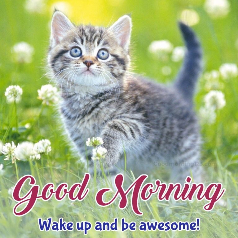 Adorable Kitten Good Morning Images