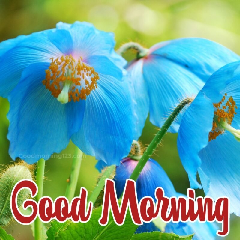 Good Morning Blue Flowers Photos