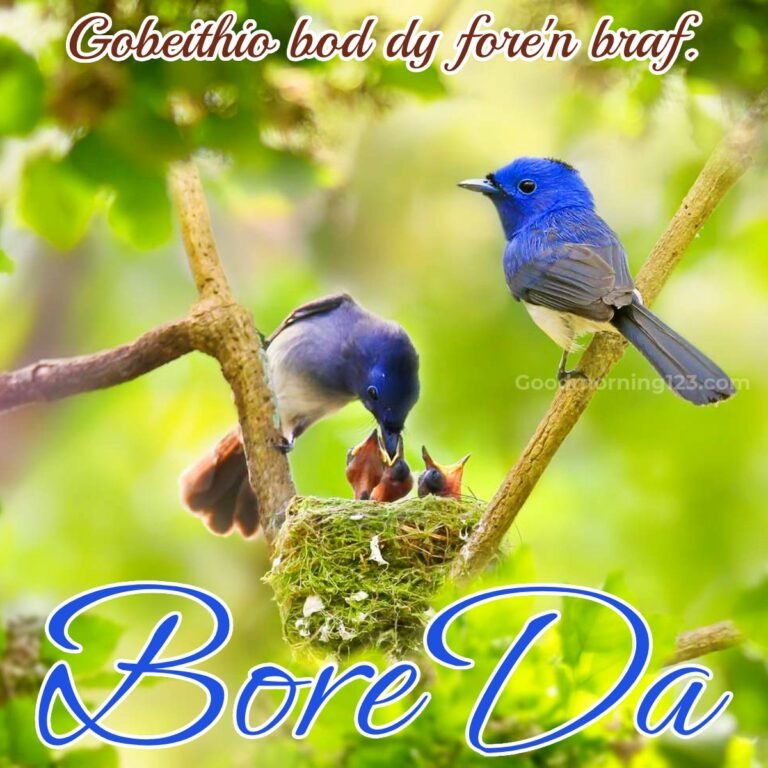 Good Morning Images & Messages In Welsh