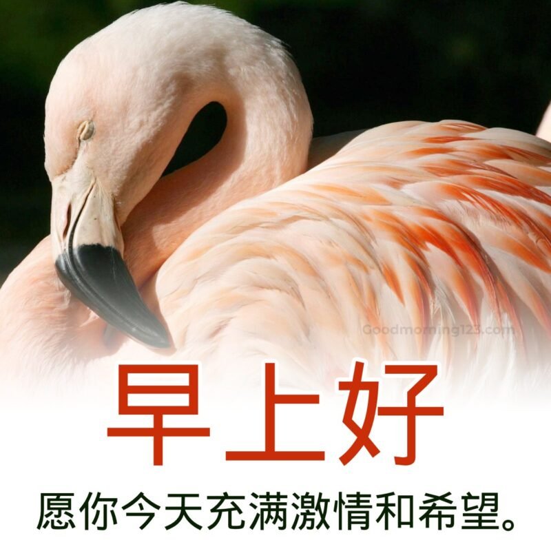 Good Morning Chinese Images & Messages