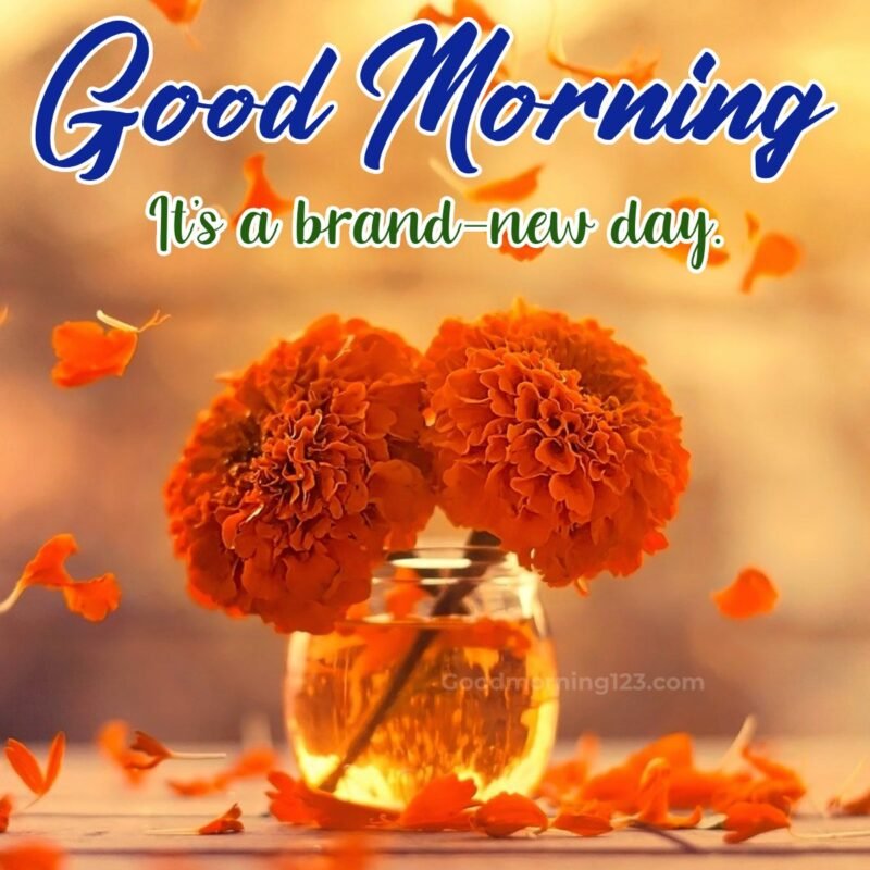Good Morning Orange Flowers Photos