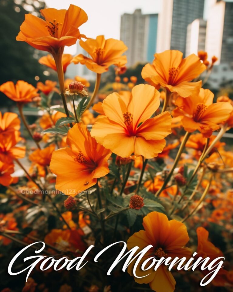 Good Morning Orange Flowers Photos