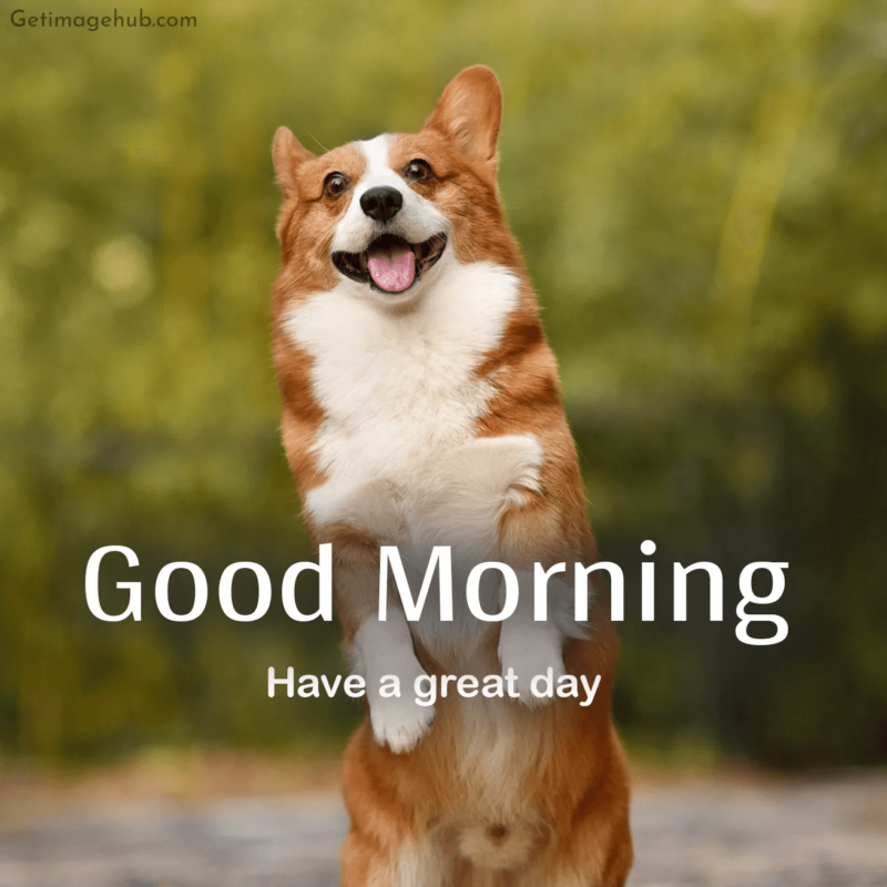 Start Your Day with Adorable Good Morning Puppies Images